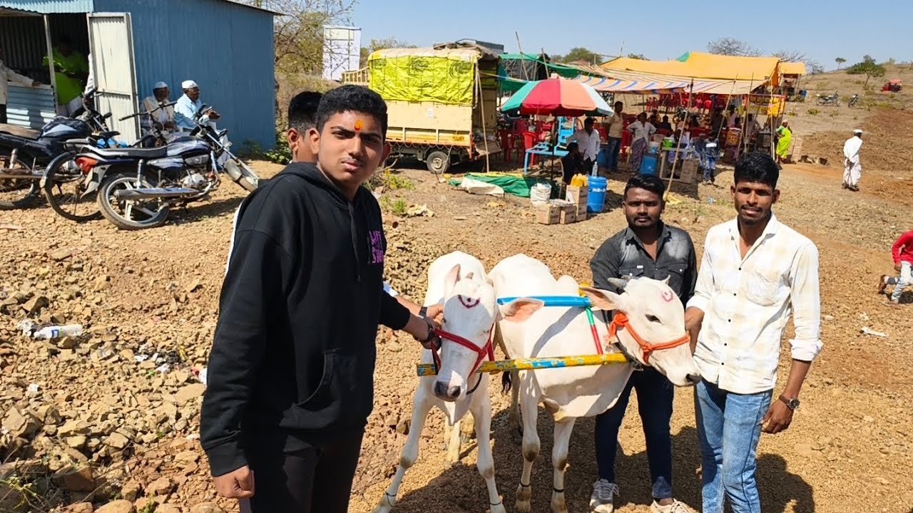 Bail gada sharyat in Village 😀 | full enjoy 😁 | Om Dhawale vlogs - YouTube