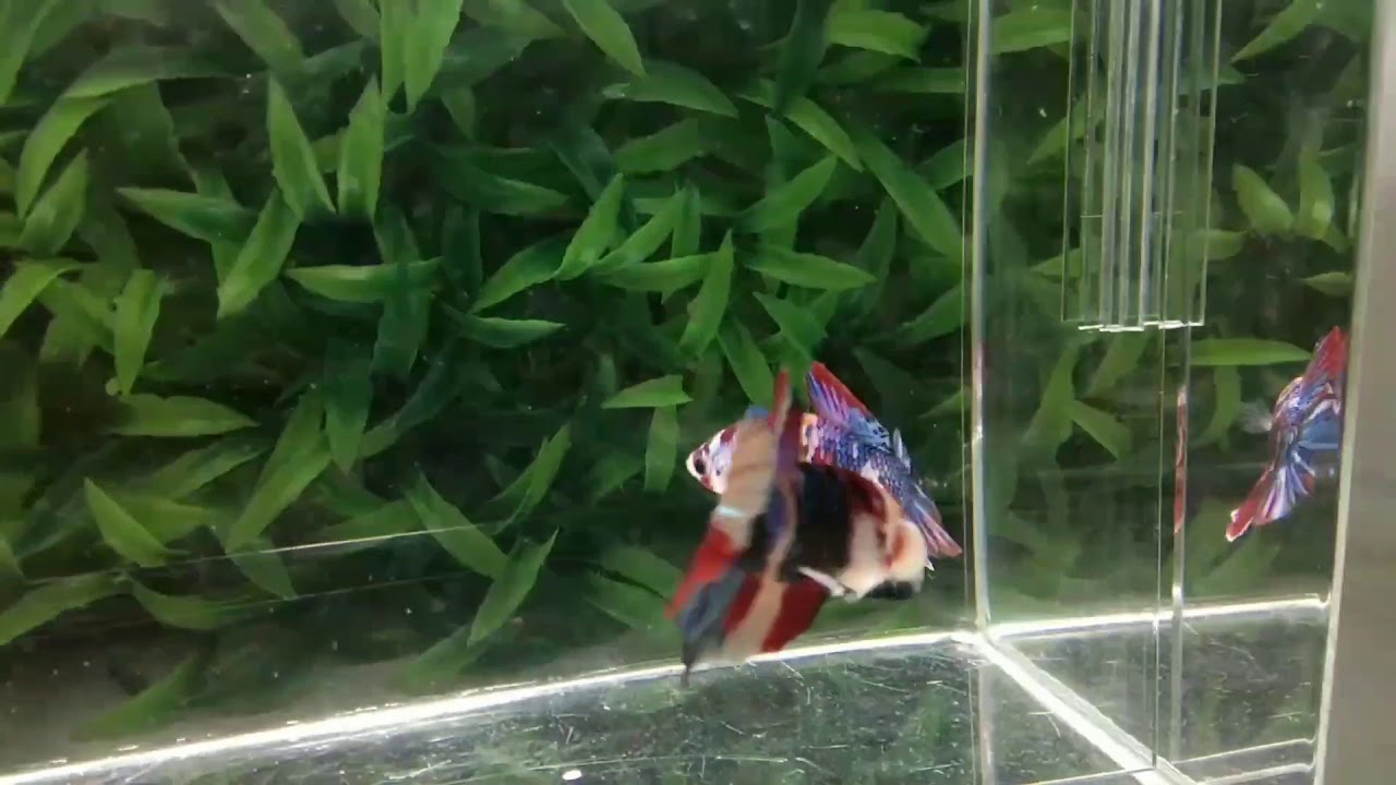 Cupang MALE MULTICOLOUR - YouTube