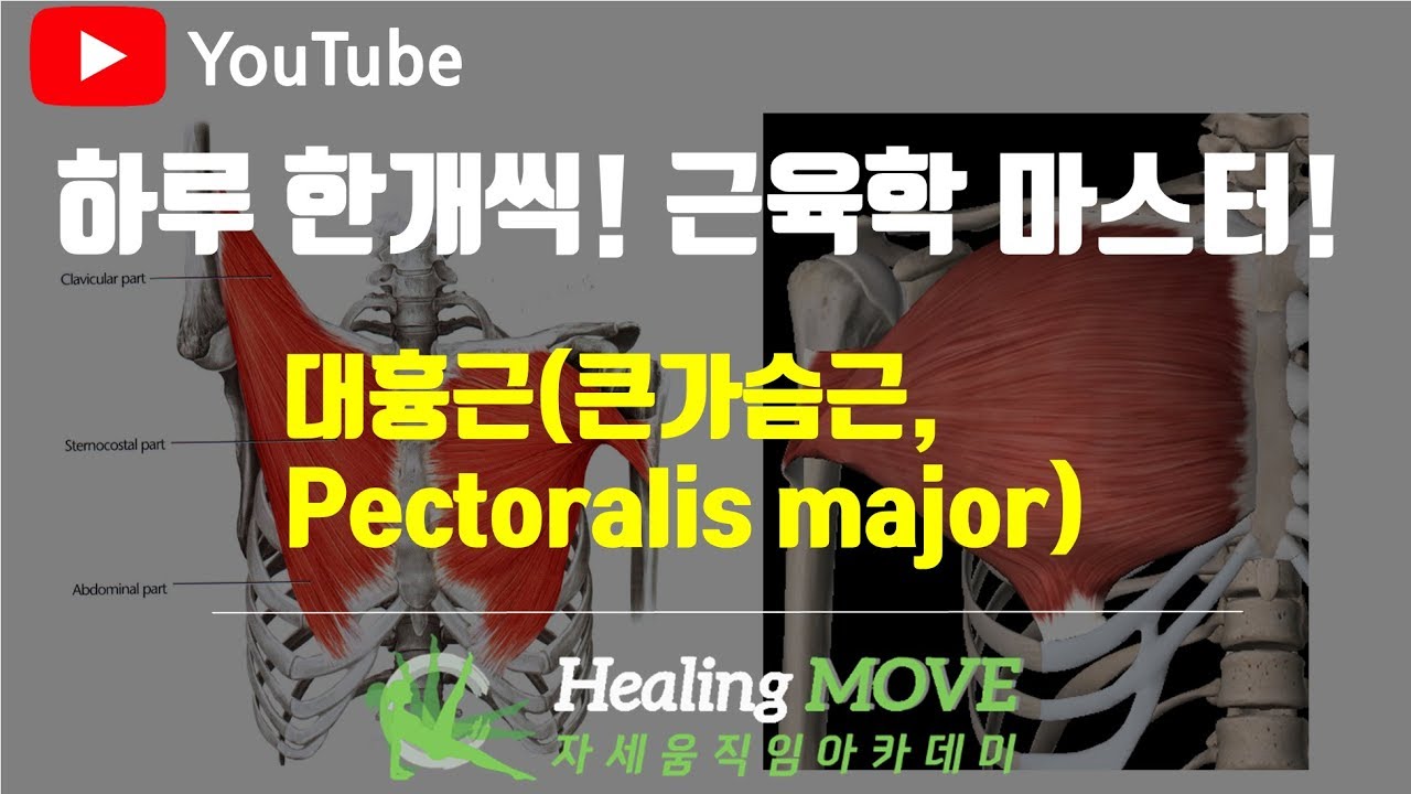 #2-13.대흉근(큰가슴근,pectoralis major)/근육학 마스터/referred pain/MPS/trigger ...