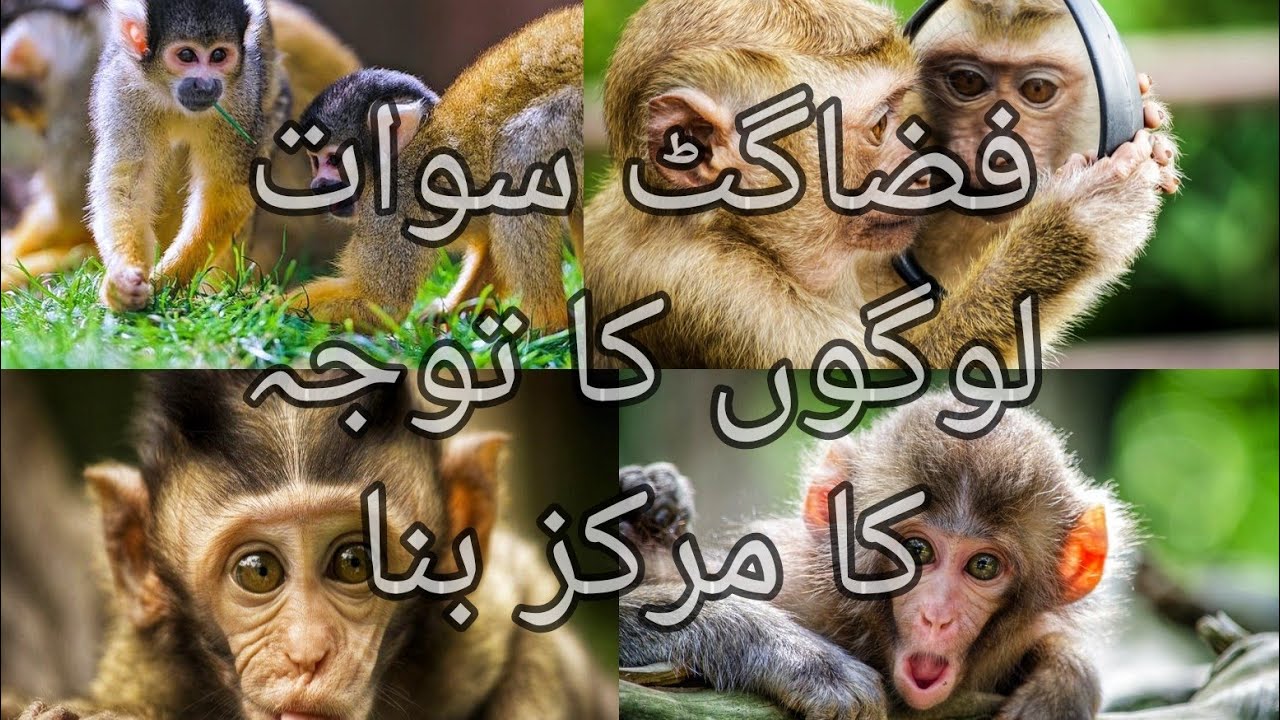 swat fizagat lovely monkeys enjoy this video - YouTube