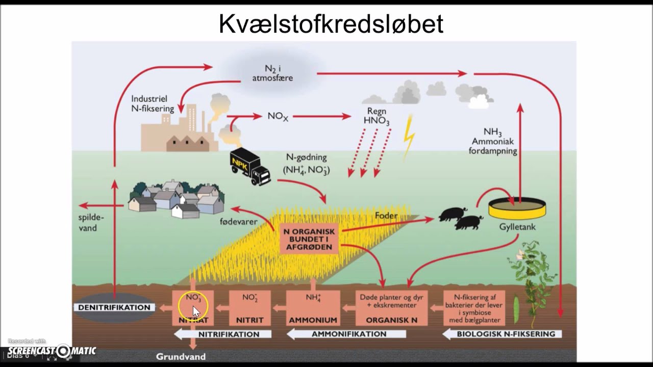 Kulstof- og kvælstof-kredsløbet - YouTube