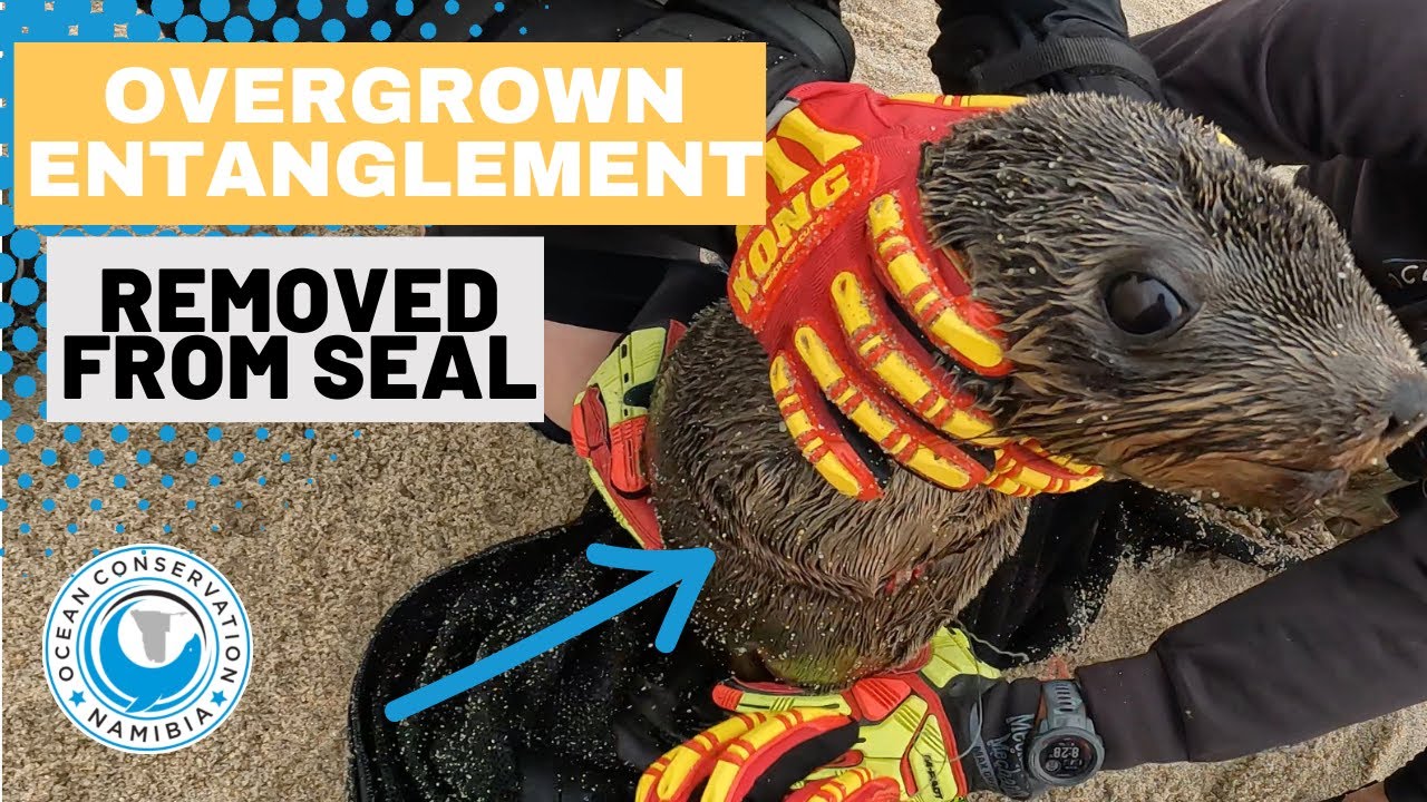 Overgrown Entanglement Removed From Seal - YouTube