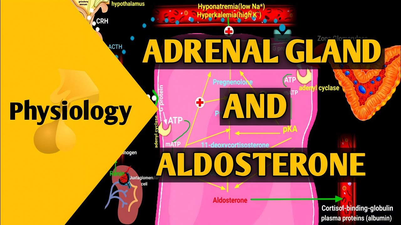 Aldosterone Adrenal Glands Aldosterone Aldosterone Hormones