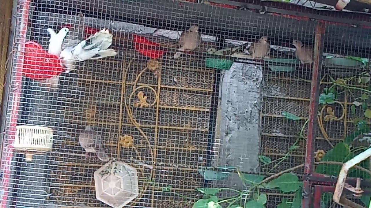 My dove collection - YouTube