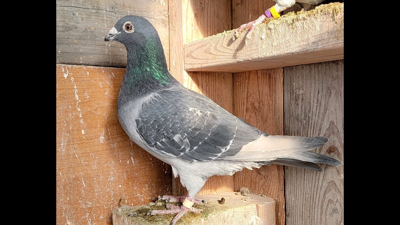 Breeding Male | Racing Homer Pigeon | Haroon | Issak - YouTube
