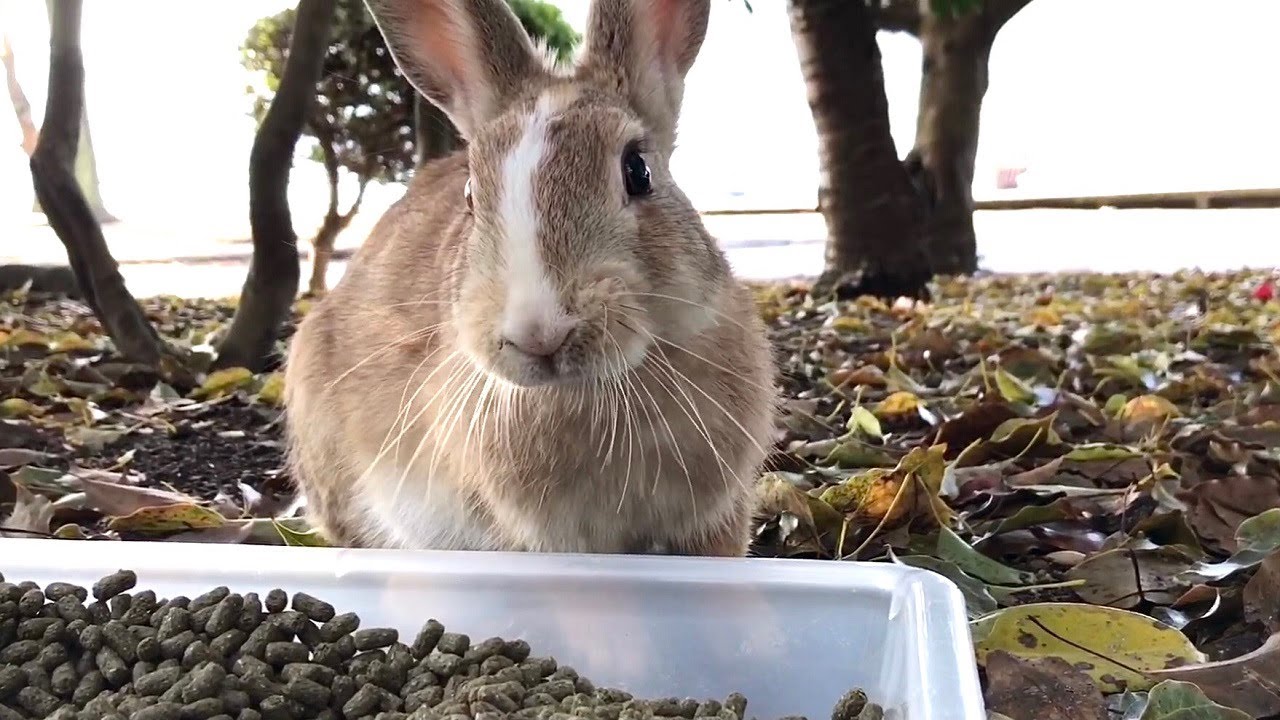 Cute rabbit like a stuffed animal - YouTube