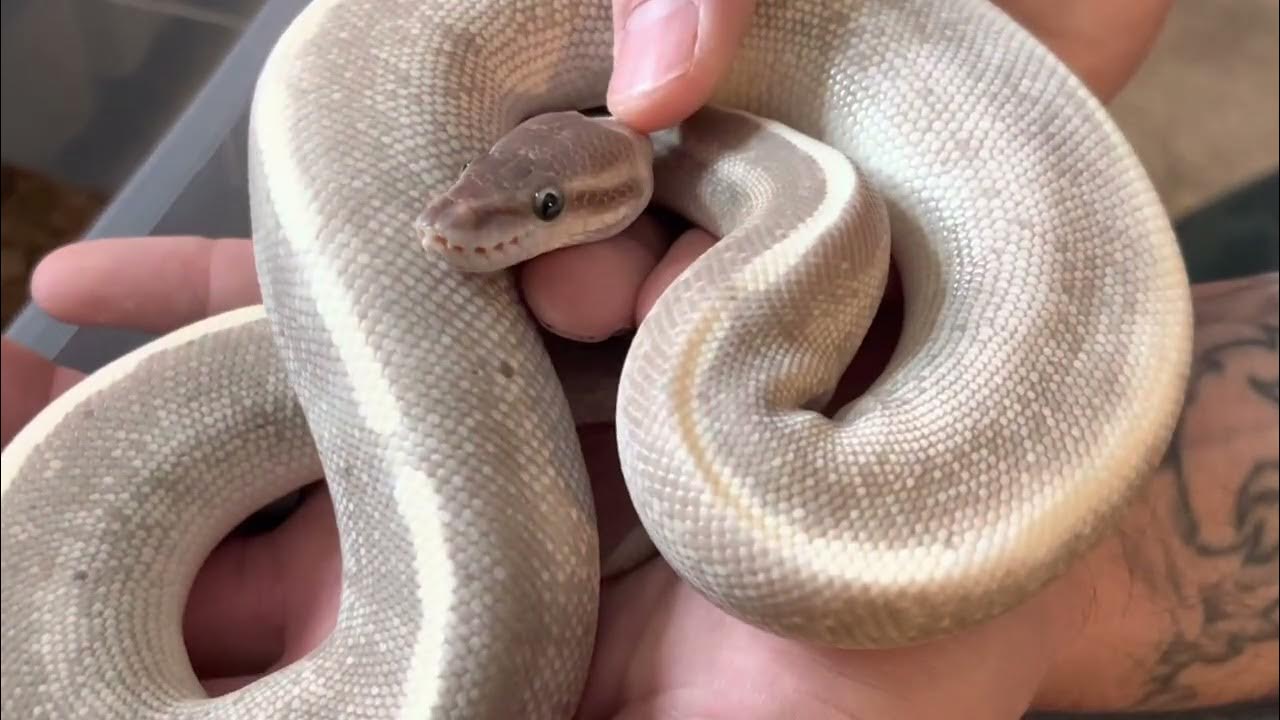 2023 Ball Python Collection - YouTube