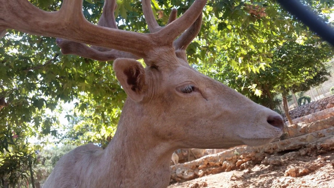 Antalya Zoo in Turkey with pictures Photo Slideshow ( Antalya Hayvanat ...