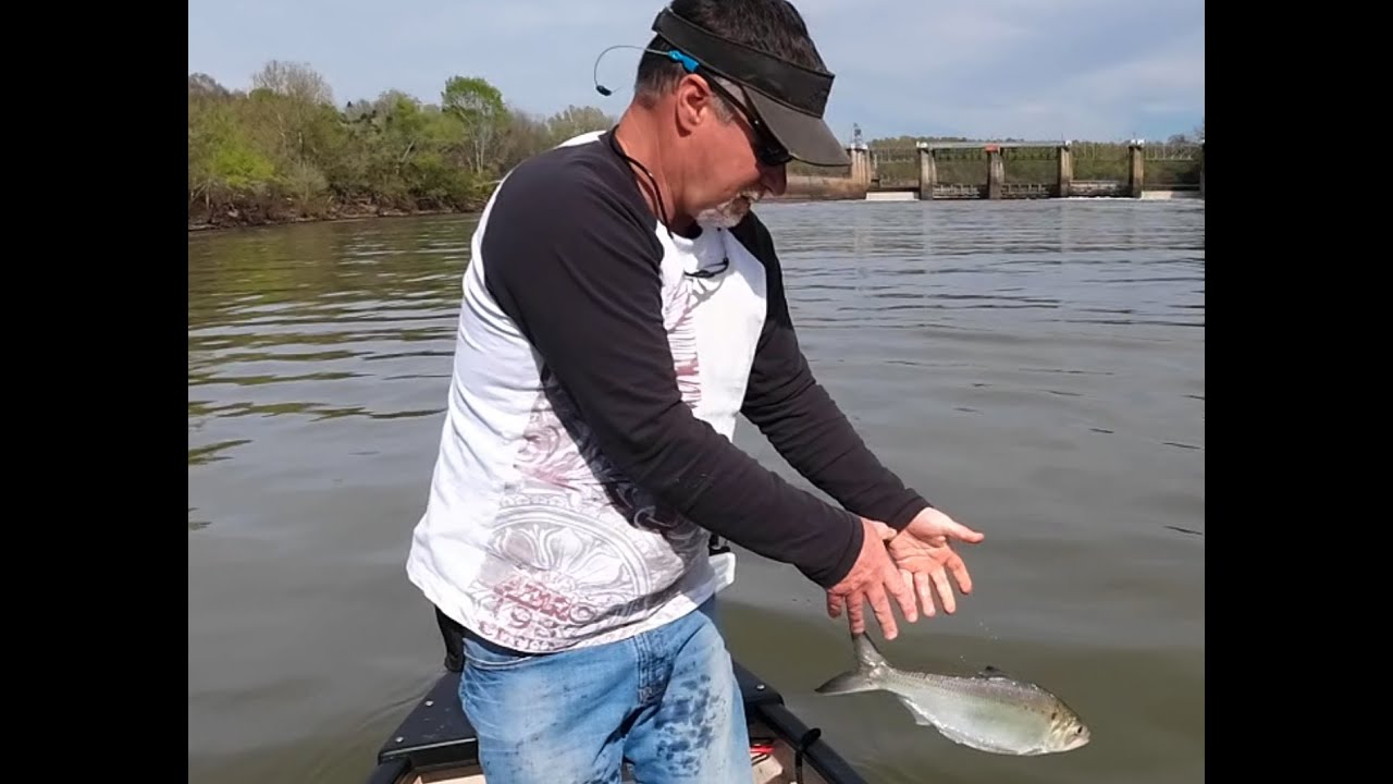 Putting Scotty Thompson on his first fly fish. Savannah River Shad ...