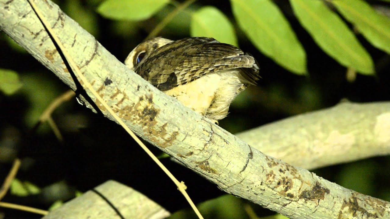 Collared Scops-owl with call. Feb 2016, Chiang Mai - YouTube
