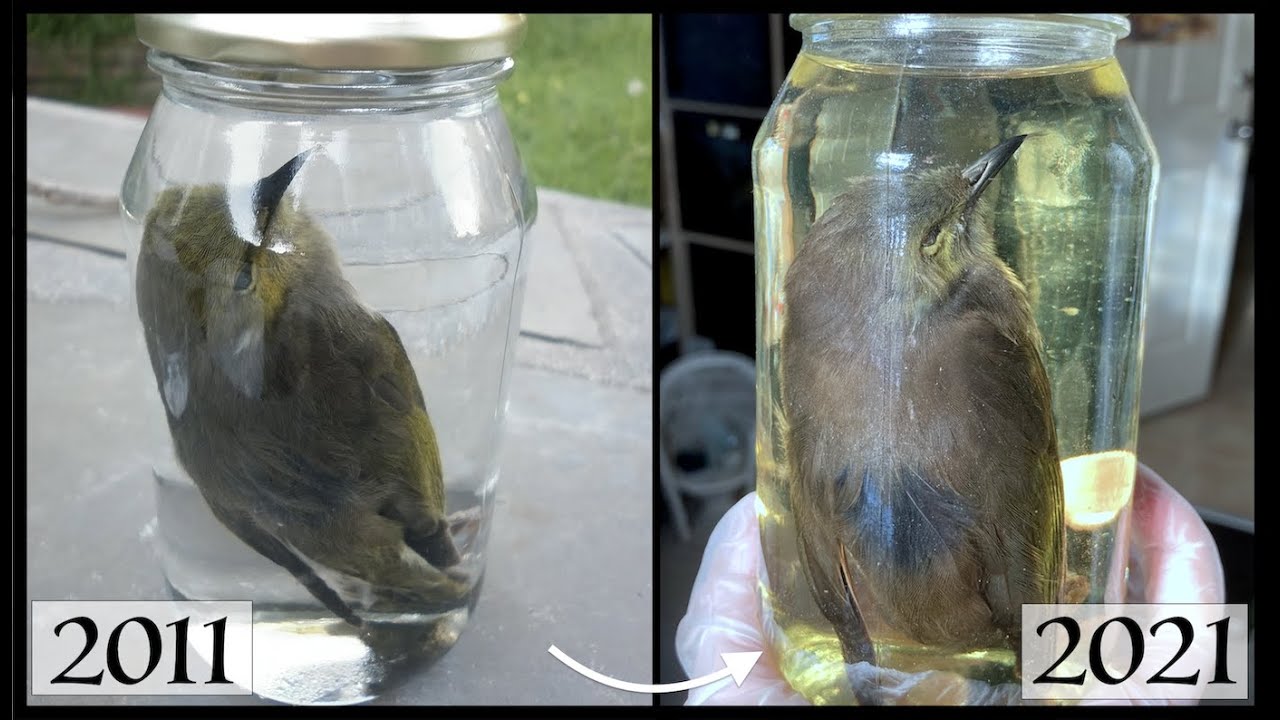 Preserving My First Wet Specimen & 10 Year Comparison - YouTube