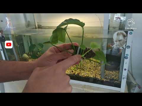 Anubias Bitkisi Nasıl  Dikilir ???
