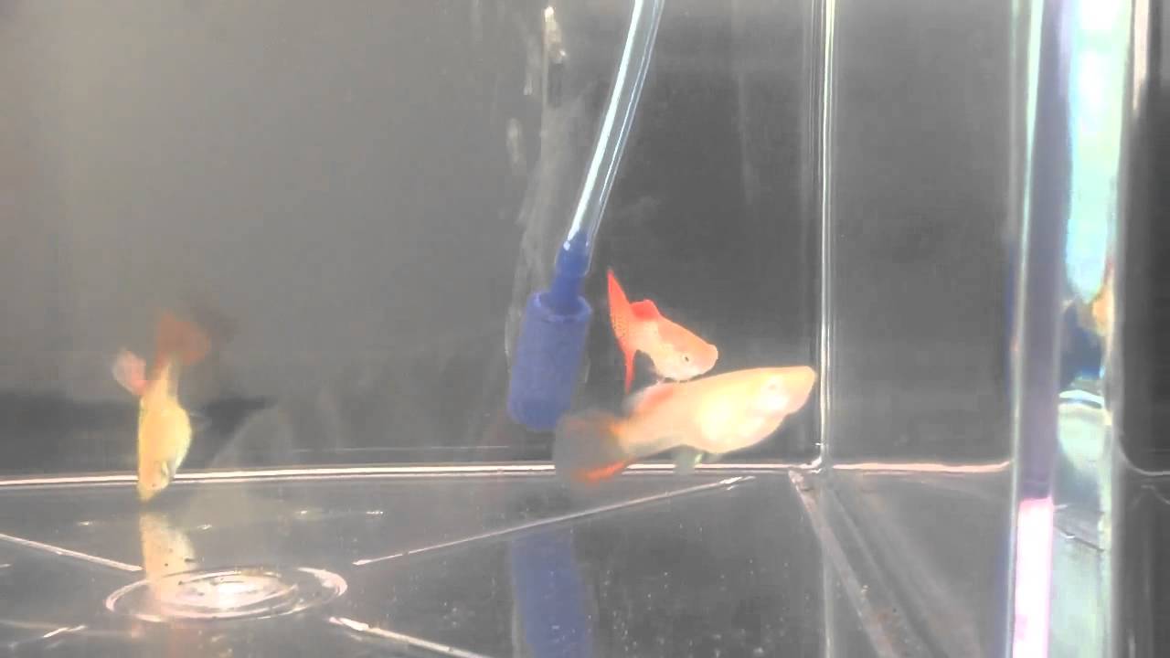 GUSAMO 17th guppy contest - Entry - YouTube