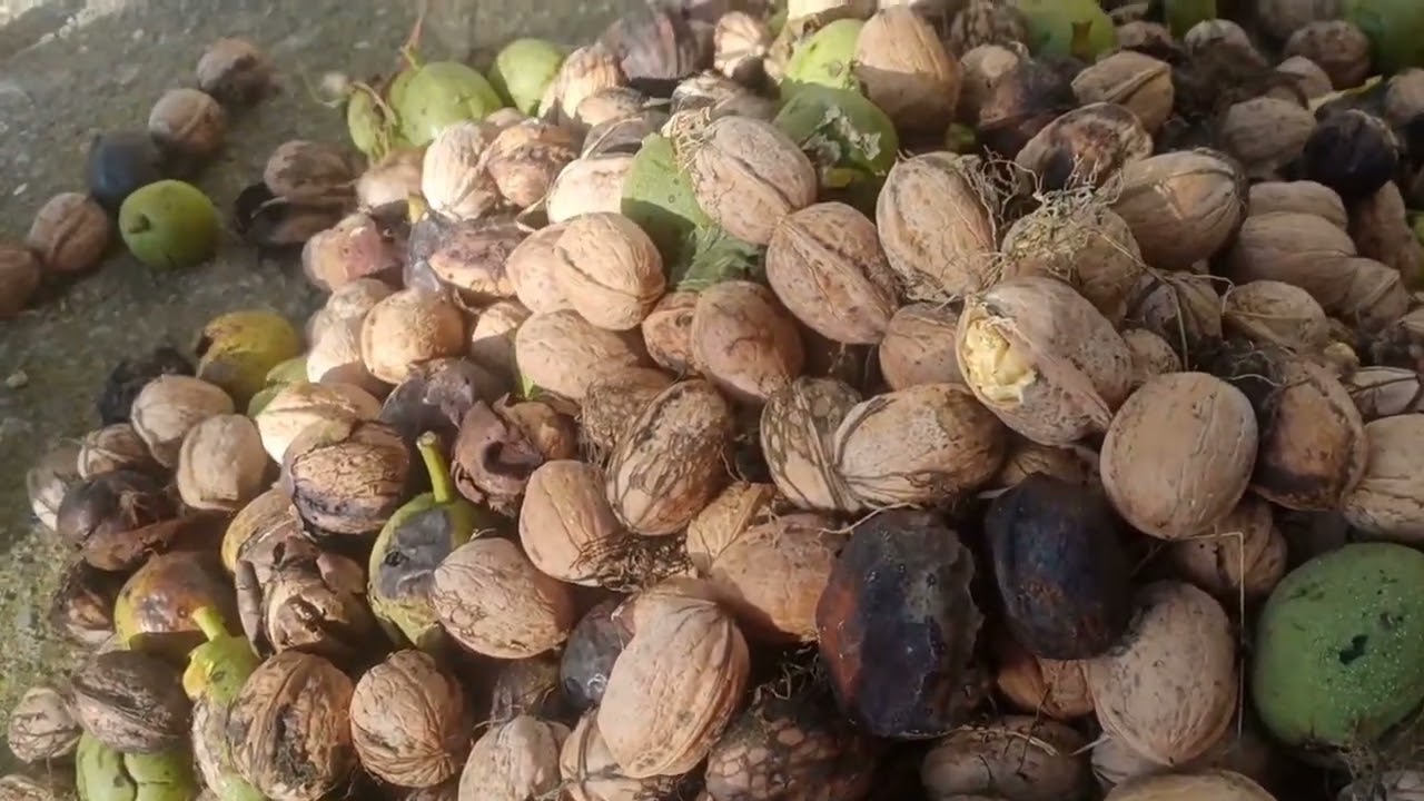 CEVİZ 🌳NASİL TOPLANIR🤔 TEMİZLENİR🙋 KURUTULUR.⁉️ - YouTube