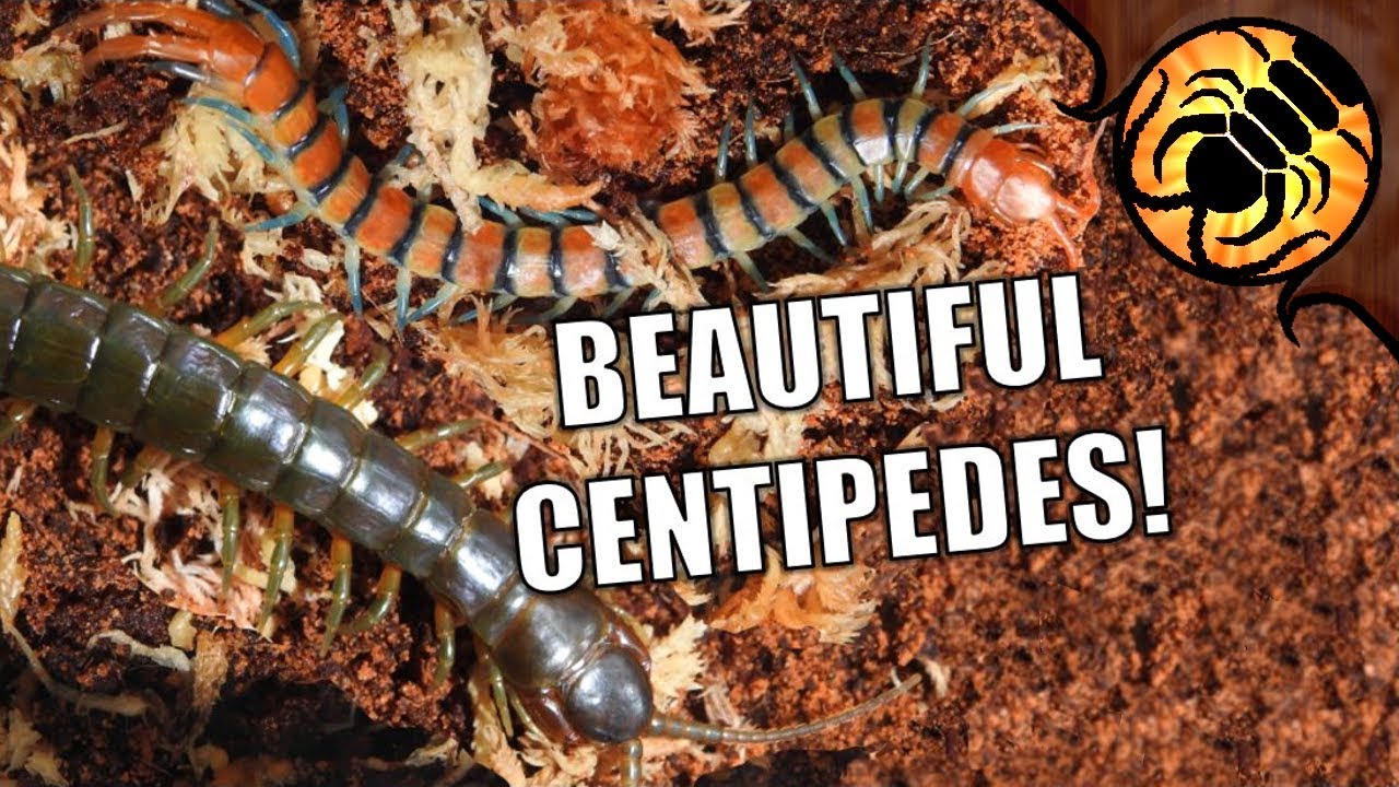 Beautiful Centipede Peruvian Giant Yellow Leg Centipede | The Great