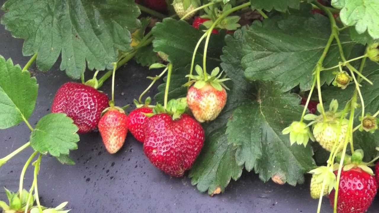 Row Cover Research for Strawberries - YouTube