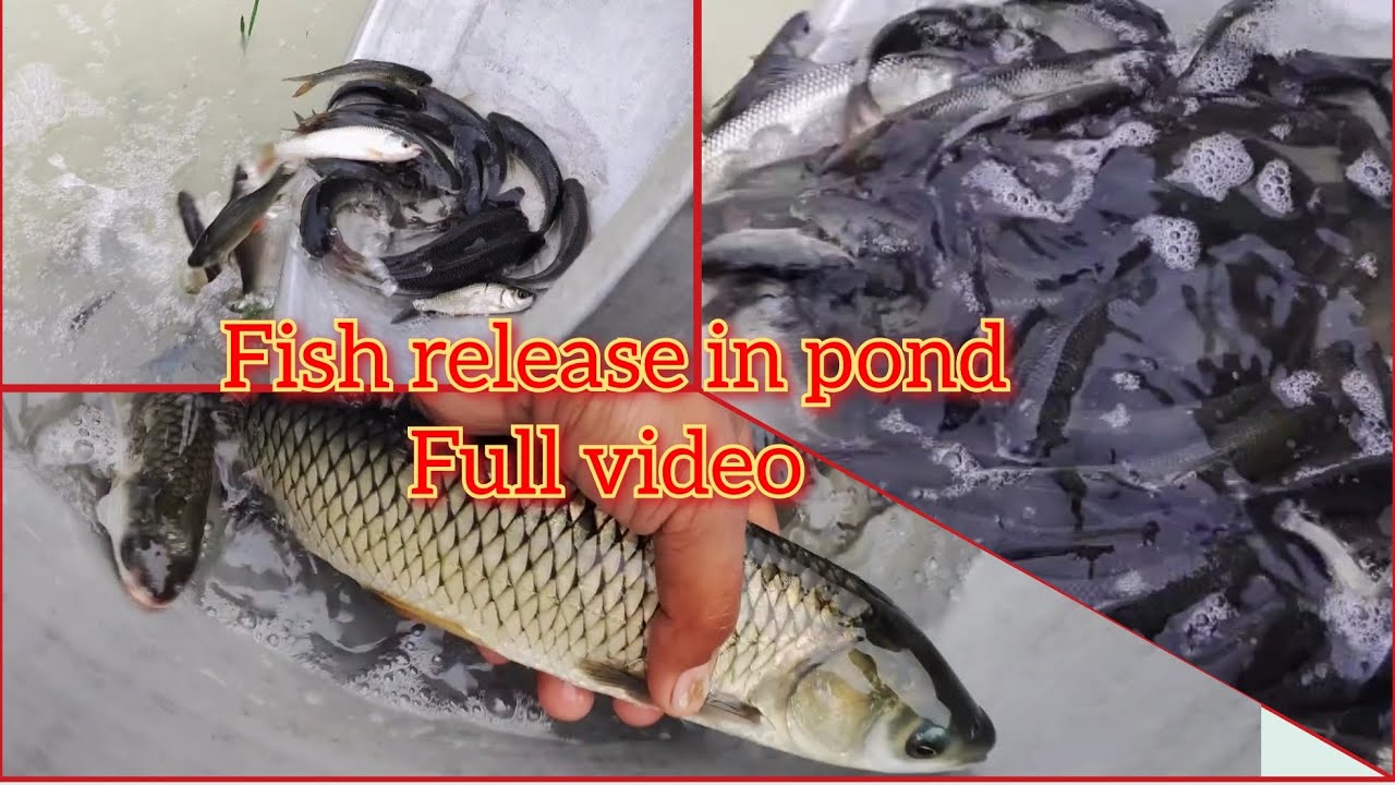 Fishing vlog 🐠 Update video 🐟 Youtube last video viral today 🐋 Fish ...