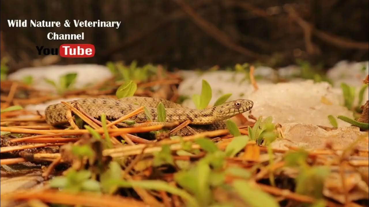 Snakes and Snow | Snakes Emerge from Hibernation & Crawl in the Snow ...
