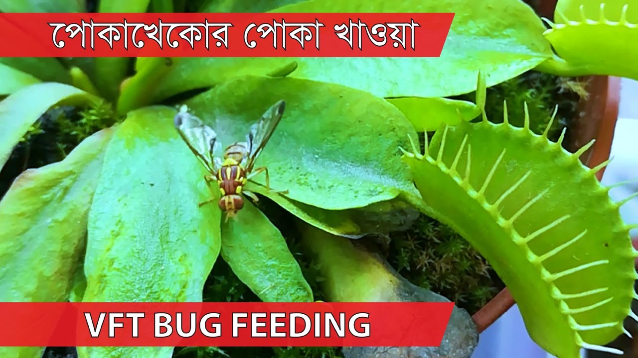 পোকাখেকোর পোকা খাওয়া||Venus fly trap feeds on bug|| VFT update - YouTube