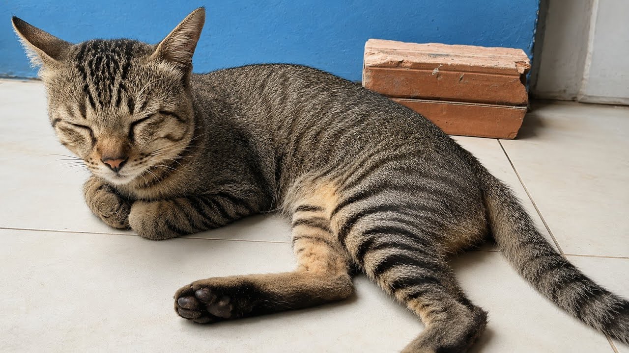 Country cat, it's time to come out.🐈 - YouTube
