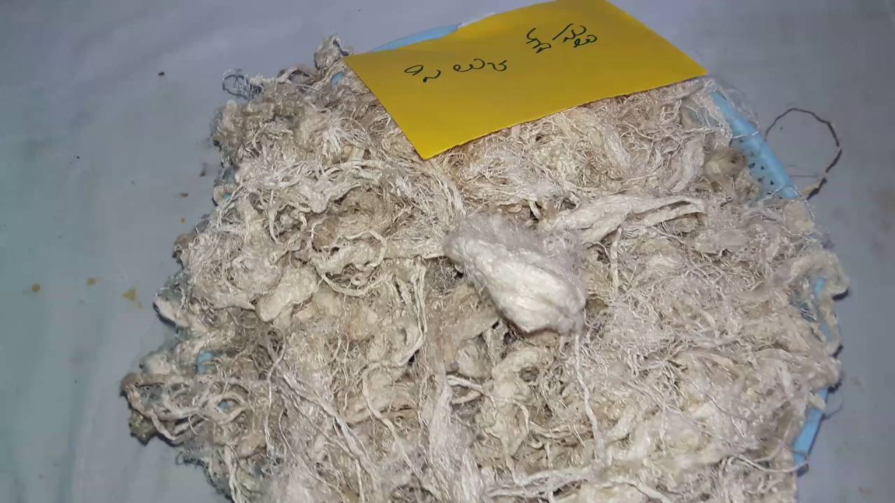 Pattu purugu life cycle( silk worm life cycle live video) - YouTube
