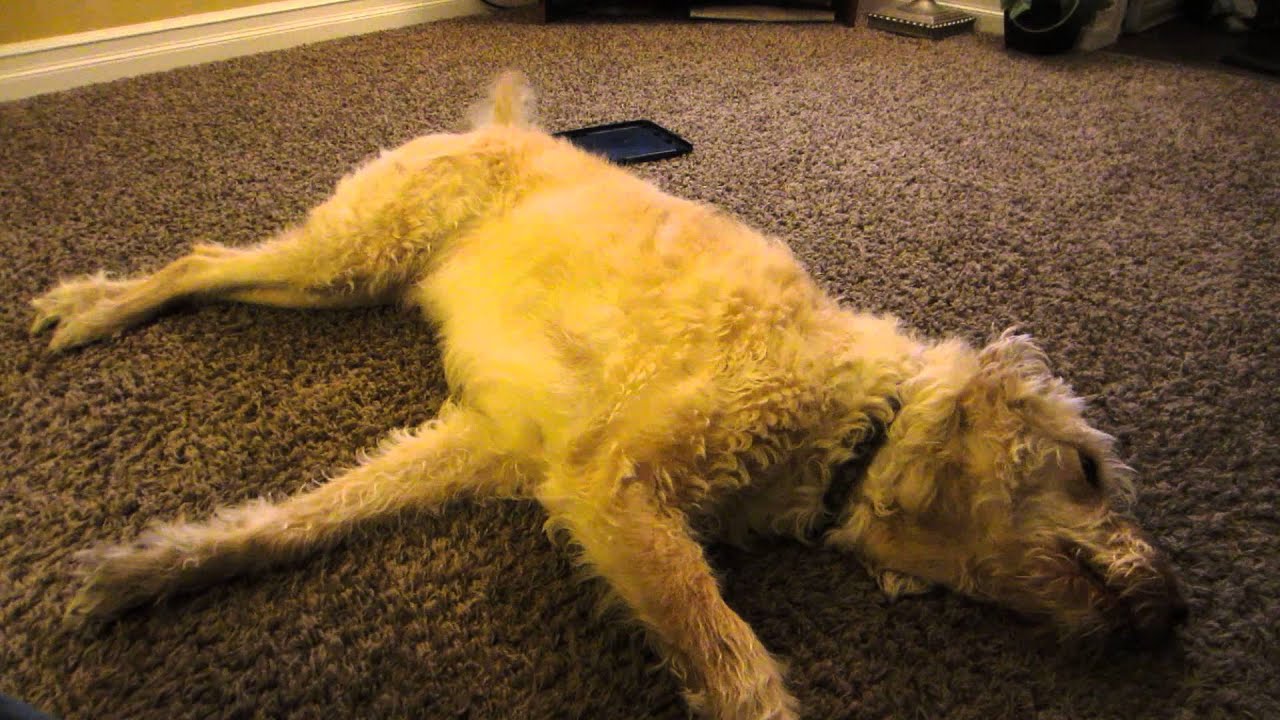 Our Labradoodle talking back... - YouTube