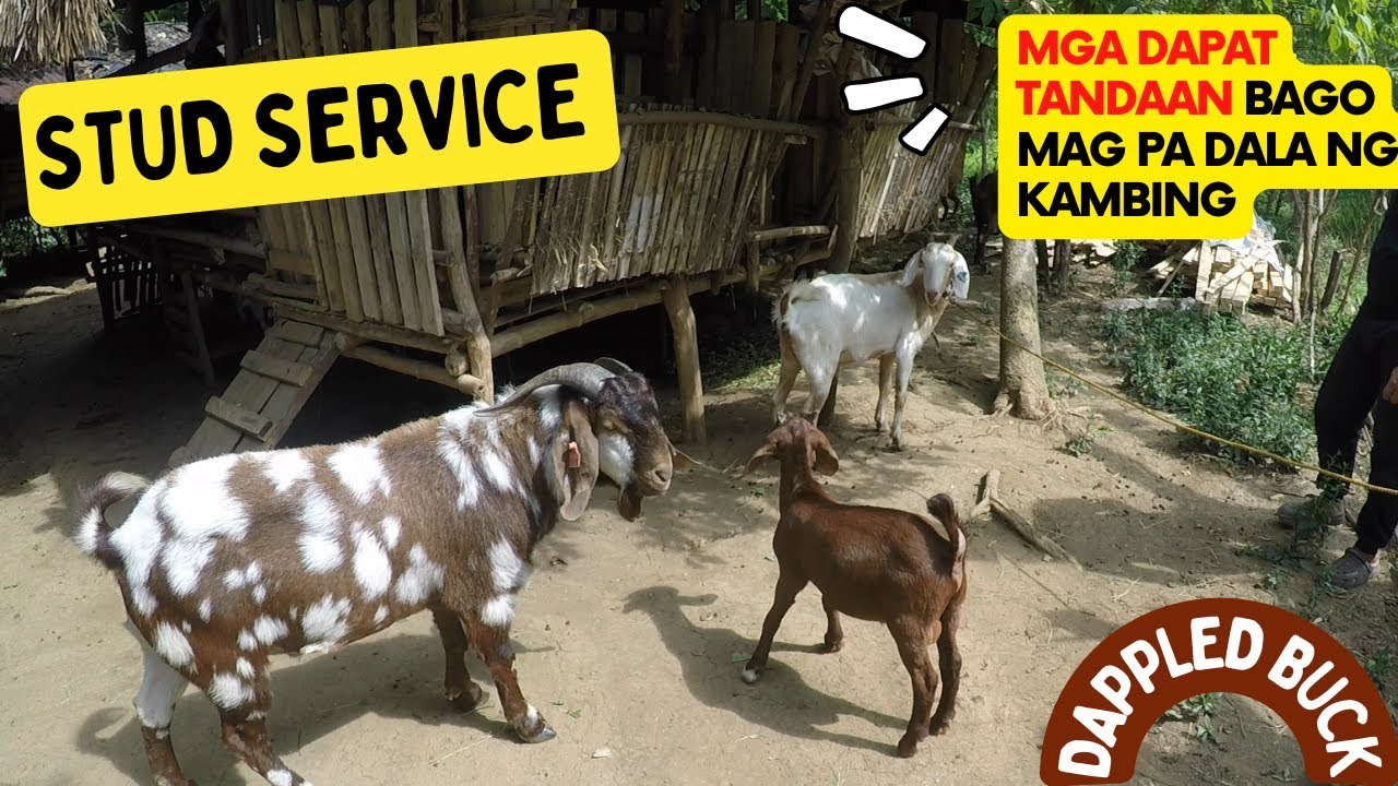 STUD SERVICE SA KAMBING PAANO NGA BA? GOAT FARMING PHILIPPINES/GOAT ...