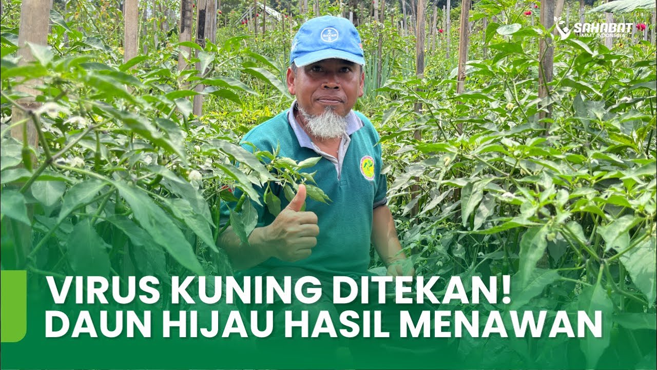 TIPS MENEKAN PENYEBARAN VIRUS KUNING!! CARA PERAWATAN CABE MERAH BESAR ...