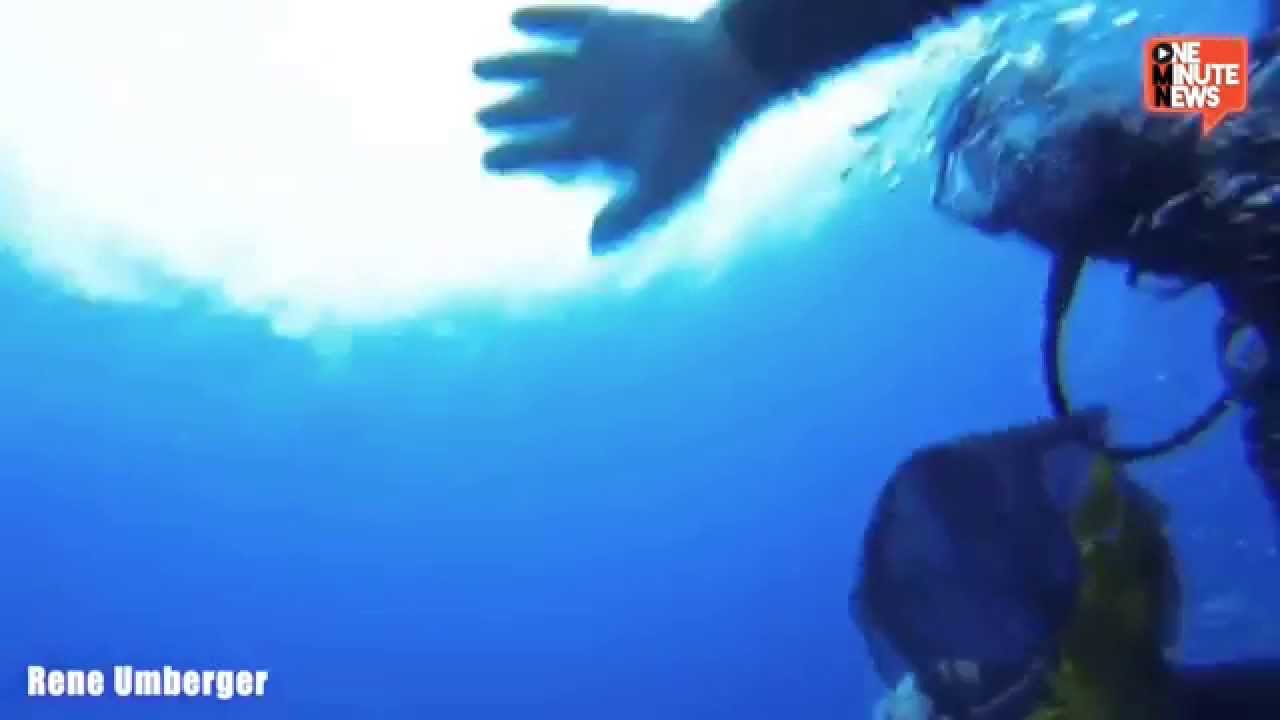 Scuba Diving Attack Caught On Camera Off Hawaiian Coast - YouTube