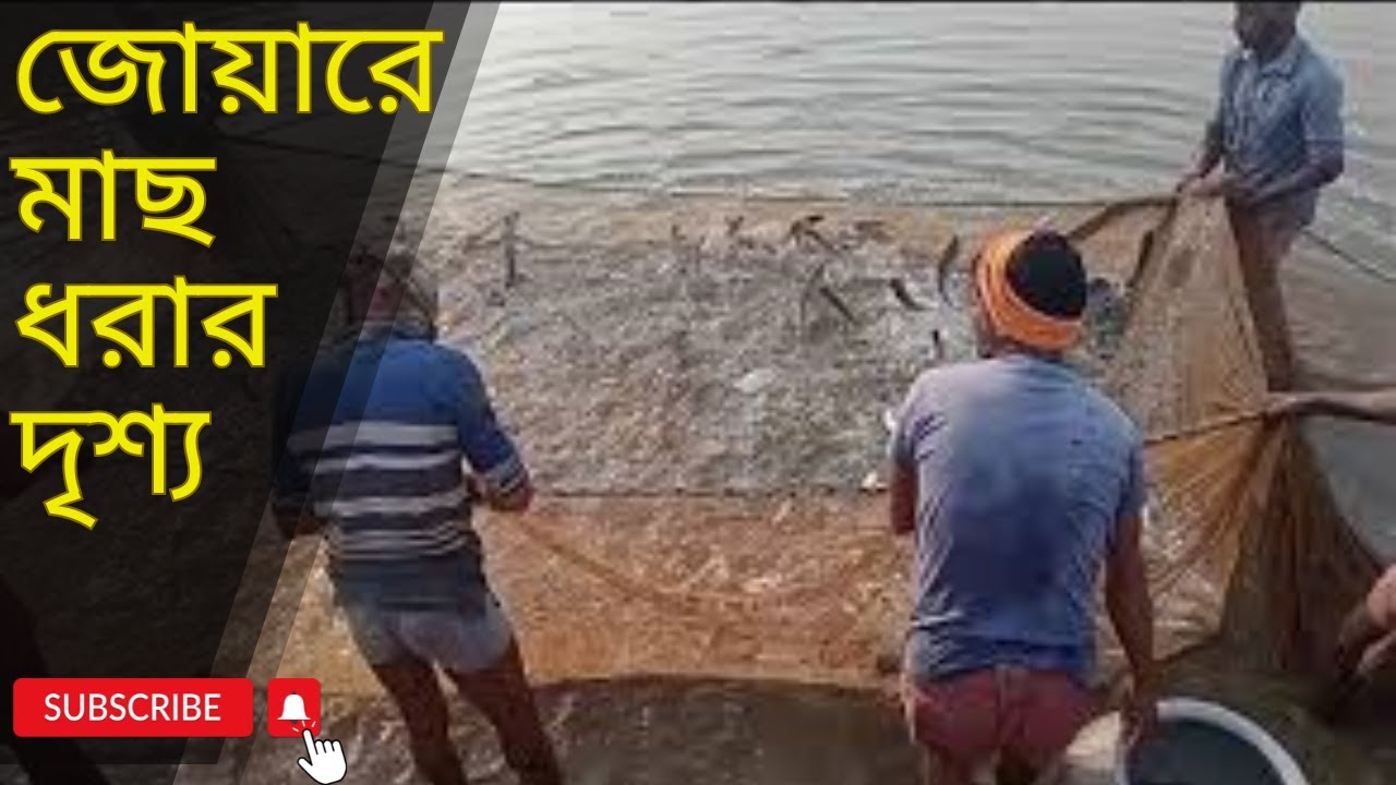 জোয়ারে মাছ ধরার অপরূপ দৃশ্য//🌱🦐🐟🦀Bangla Agro Fish Farm(BAFF) - YouTube