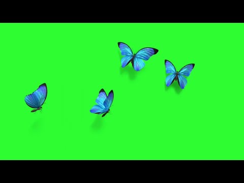 Butterfly Flying Effects Green Screen video HD | Chroma Key Effect ...