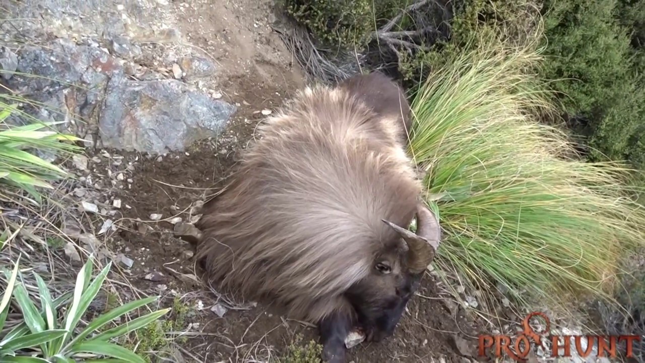 Himalayan tahr hunting in New Zeeland, part 2 - Охота на Гималайского ...