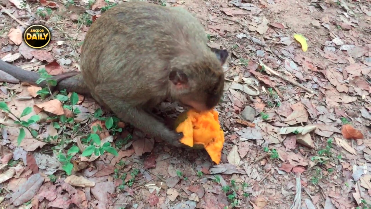 Unbelievable Small Female Monkey has a Cute Baby!! [Angkor Daily174 ...