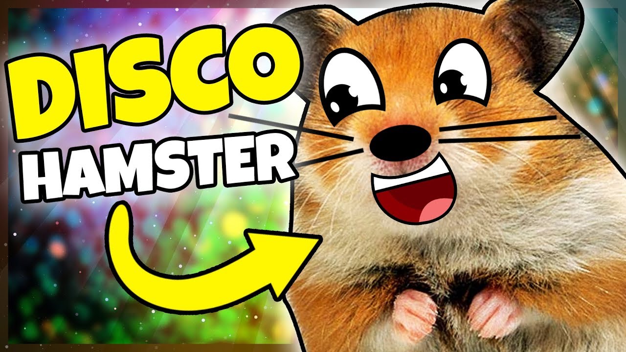 JEG ER EN DISCO-HAMSTER! - Dansk Roblox: Hamster Simulator - YouTube