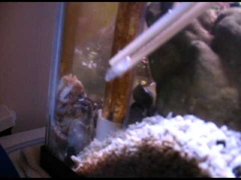 Our Pet Octopus Eating Shrimp - YouTube
