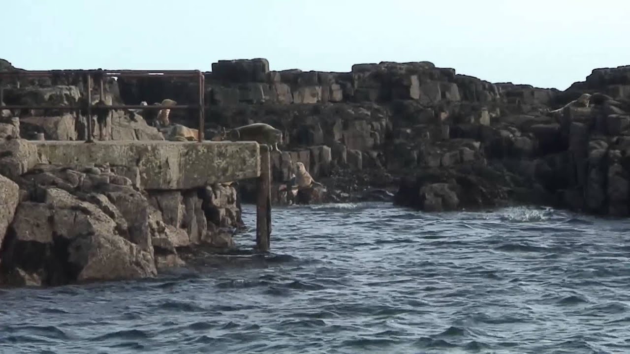 seal falling off the pier - YouTube