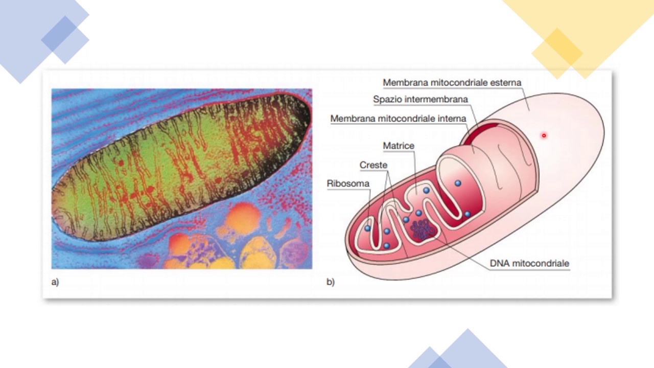Batteri Classificazione e caratteristiche (20200430) - YouTube