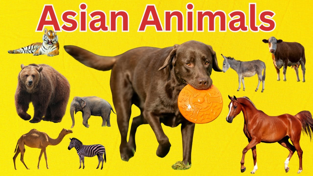 50 Amazing Asian Animals for Kids | Animal Names for Kids | Learn ...