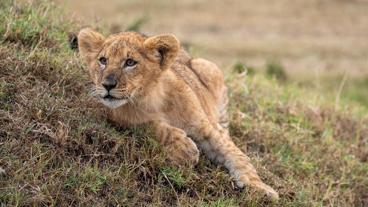 Lion Cubs In The Rain - YouTube