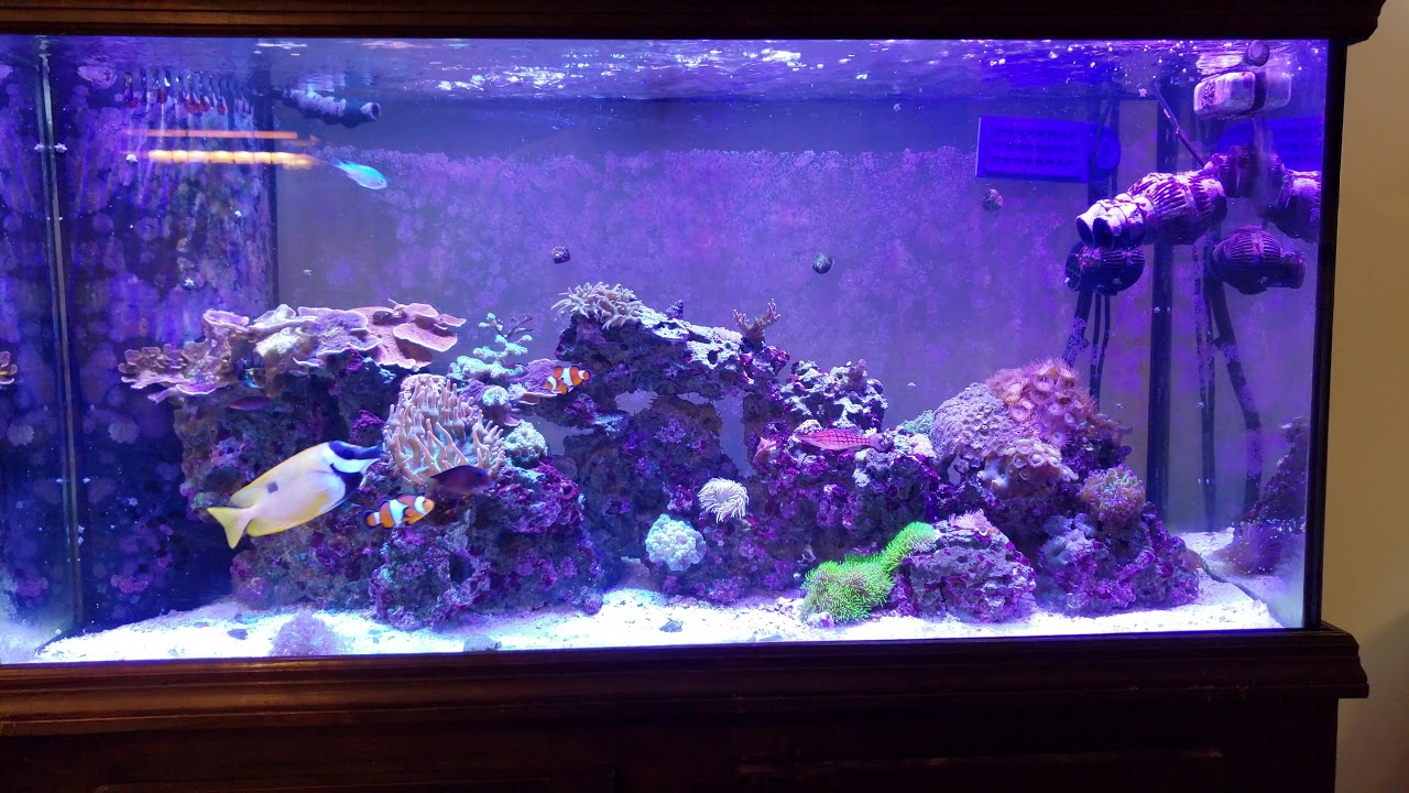 90 Gallon Reef Tank - 23 Month Update - YouTube