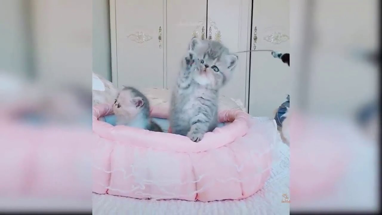 HOW TO CHOOSE THE BEST MOST CUTE, PERKY, ATTRACTIVE, ,BEAUTIFUL ...