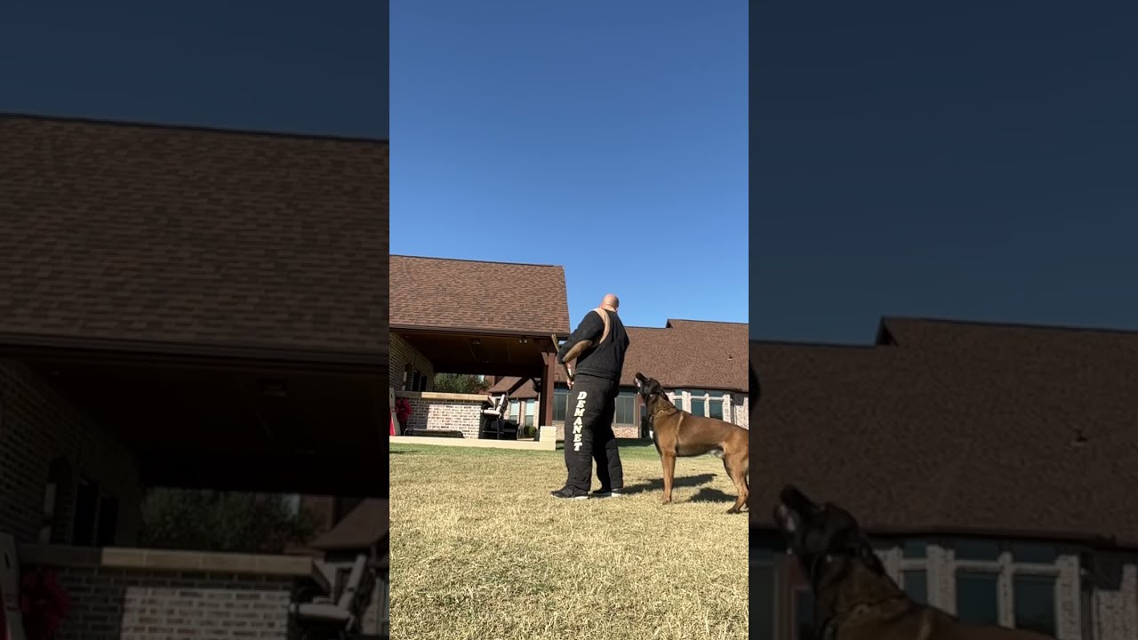 Huge malinois K9 Gus doing some bite work - YouTube