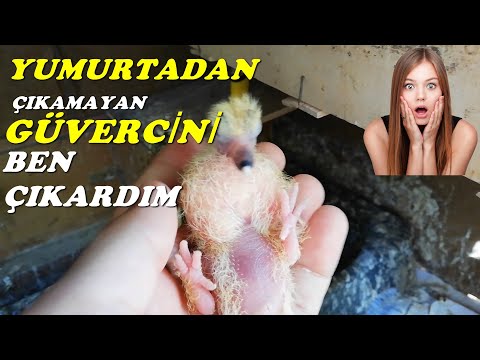 YUMURTADAN ELLE ÇIKARDIĞIM GÜVERCİN YAŞIYOR