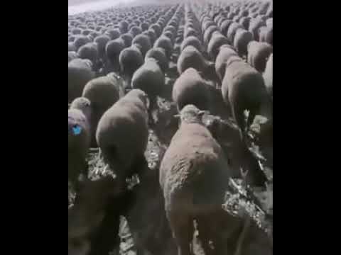 Sheeple Herd mentality experiment - YouTube