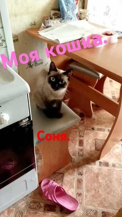 Соня,кошка, животные, сиамская. - YouTube