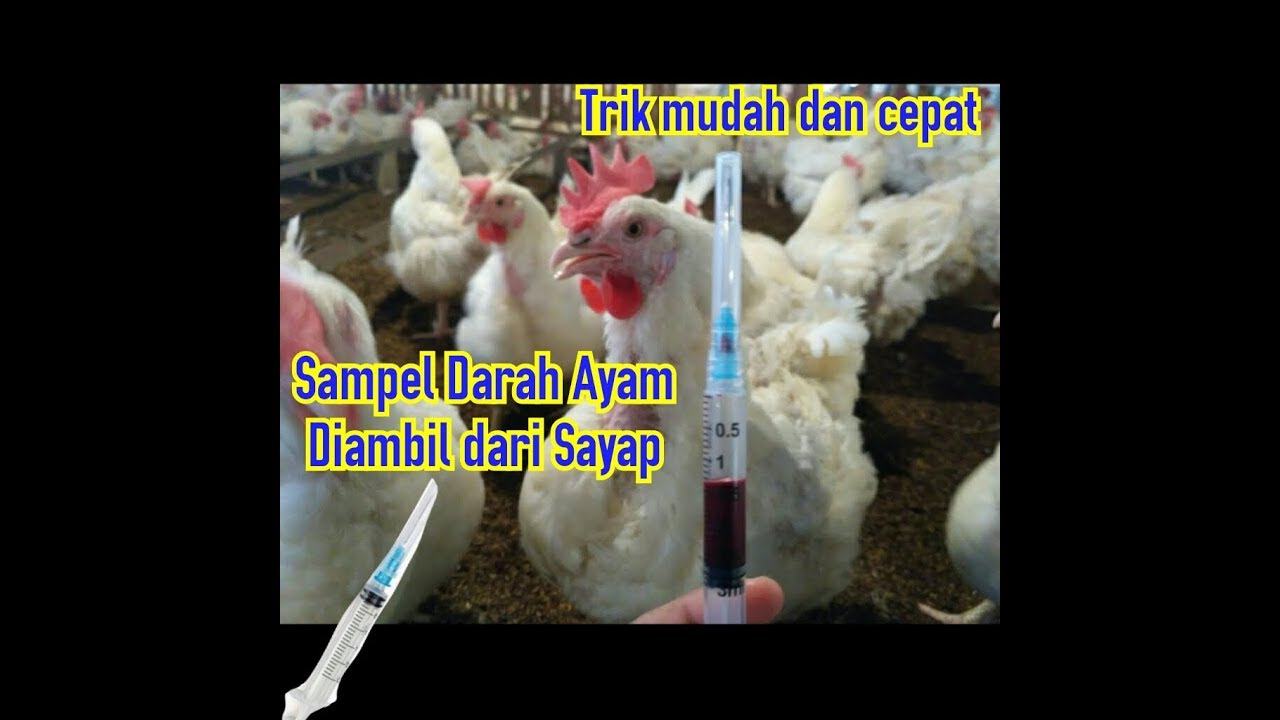 CARA PENGAMBILAN SAMPEL DARAH DARI SAYAP AYAM | TIPS MUDAH AMBIL DARAH ...