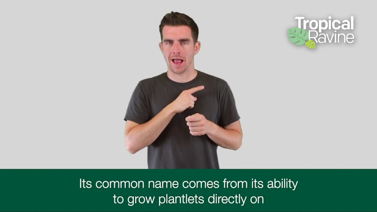 Hen & Chicken Fern British Sign Language 2 - YouTube