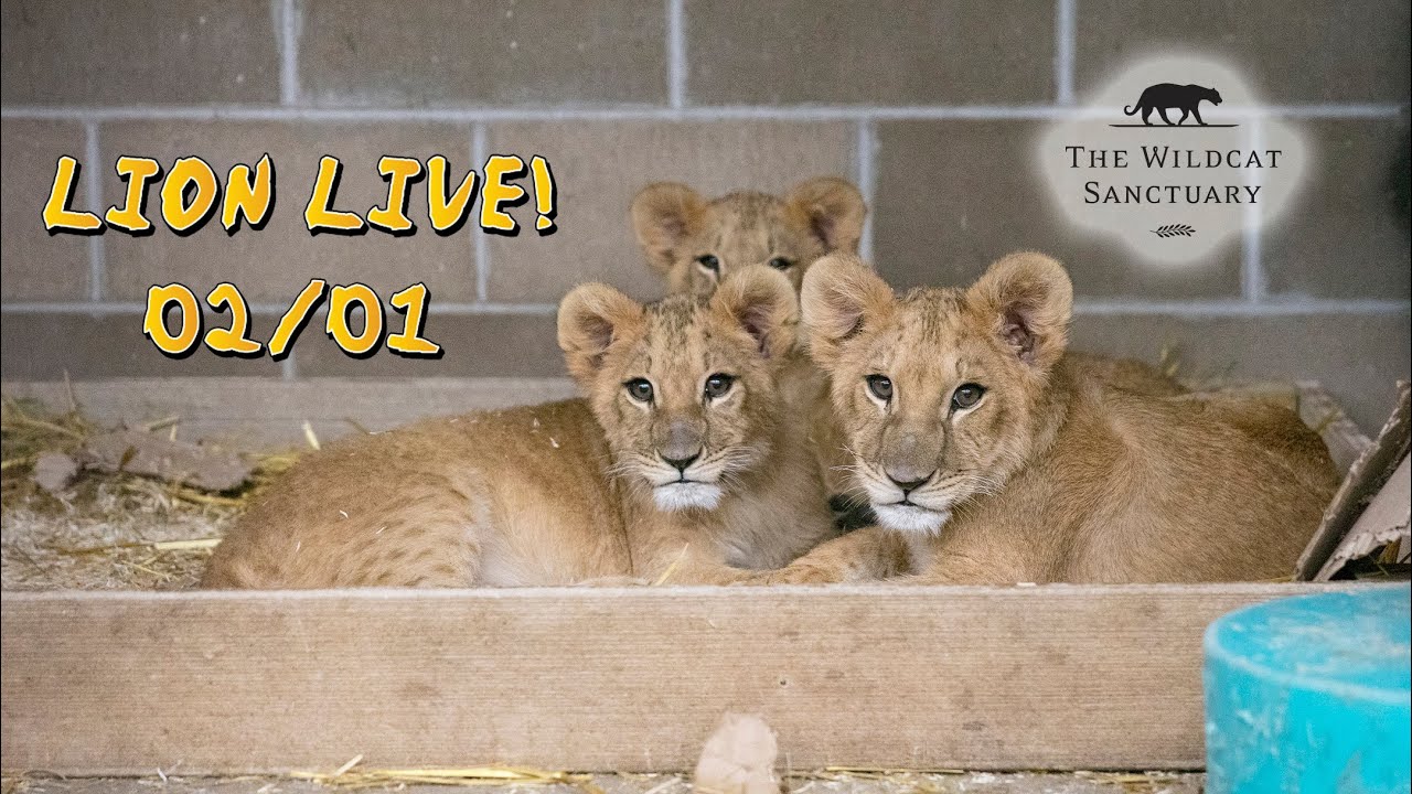 Ukraine Pride Lion Cam 02/01 LION INDOOR FUN || The Wildcat Sanctuary ...