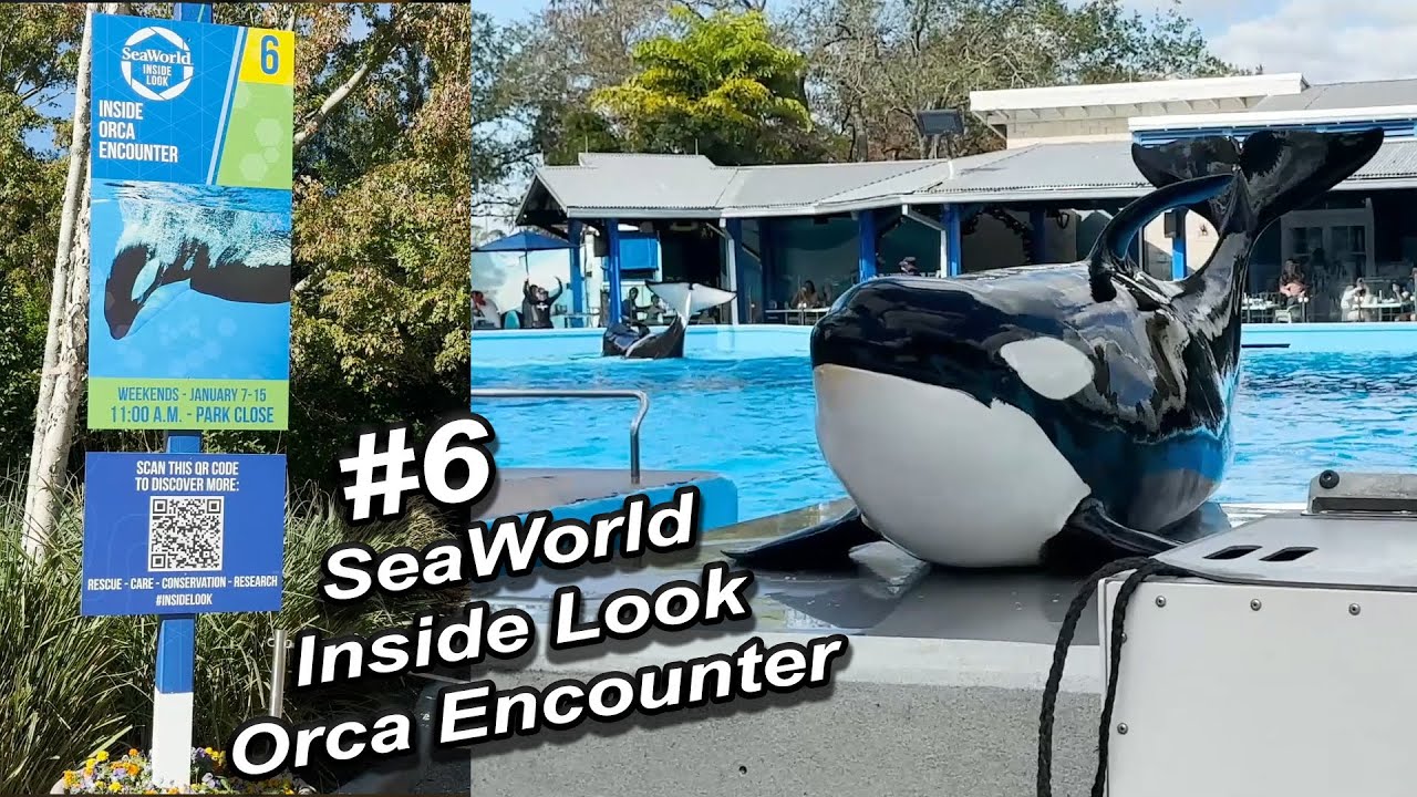 SeaWorld Inside Look (Weekends, Jan. 7 - 15) | Station #6 - Inside Orca ...