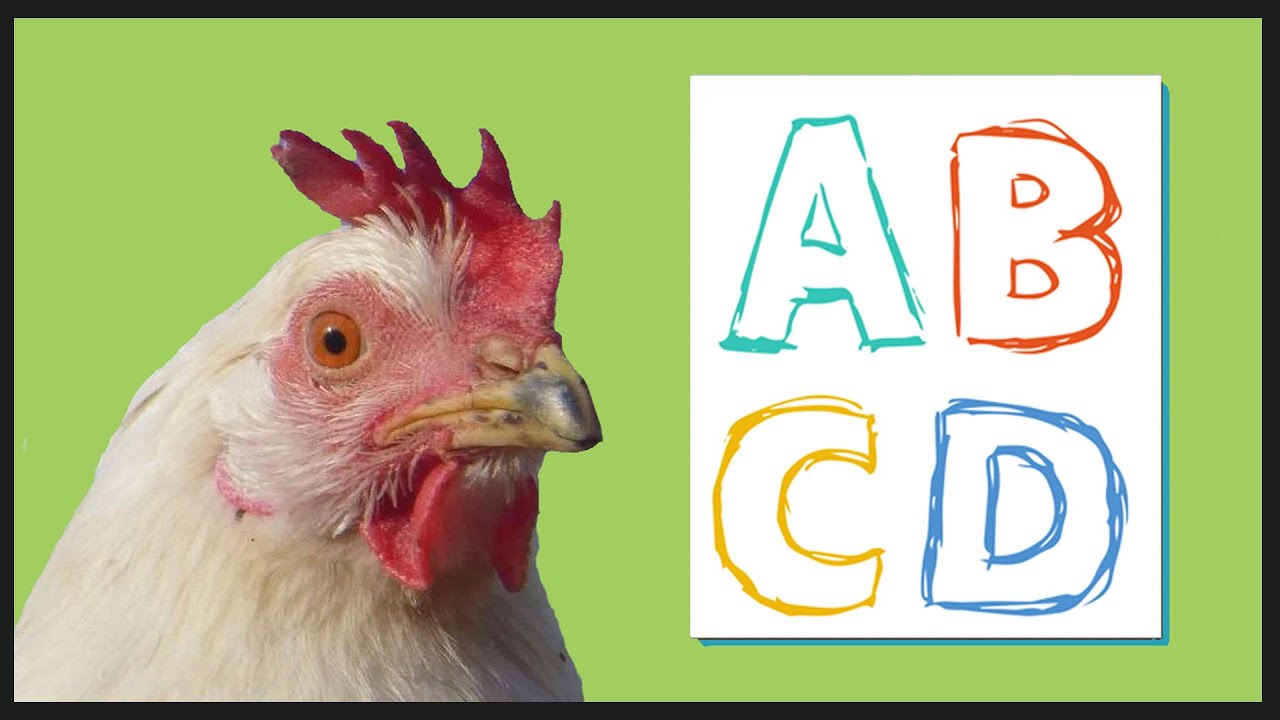 La AI Revela el Lenguaje Secreto de las Gallinas - YouTube